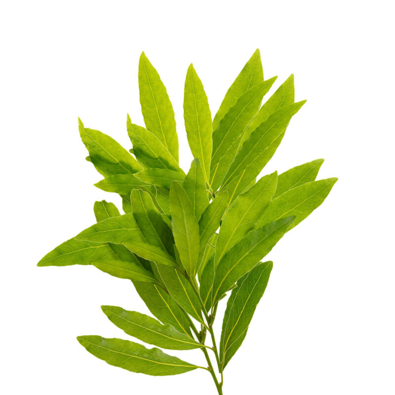 CILANTRO(manojo) - FRUTAS Y VERDURAS CON SABOR